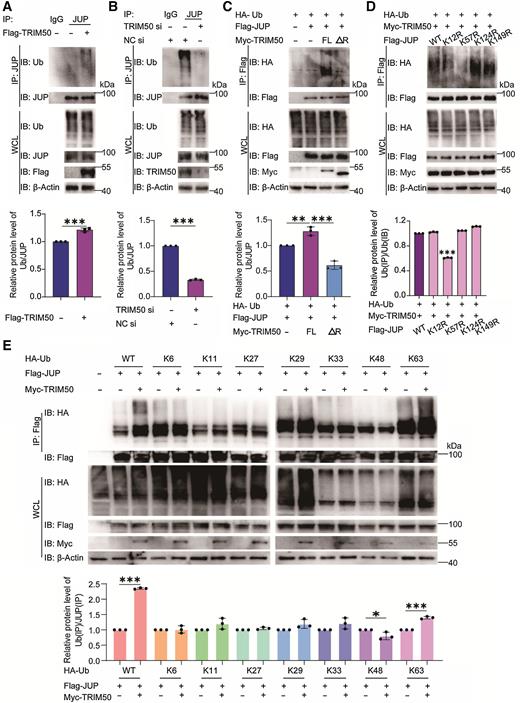TRIM50 Inhibits Gastric Cancer Progression by Regulating the ...