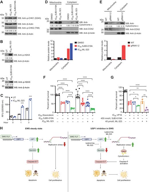 USP1 Expression Driven by EWS::FLI1 Transcription Factor Stabilizes ...