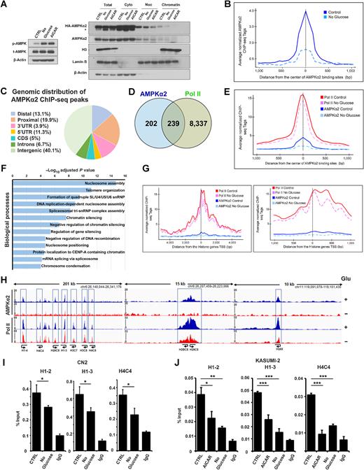 AMPK Associates with Chromatin and Phosphorylates the TAF-1 Subunit of ...