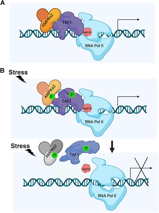 AMPK Associates with Chromatin and Phosphorylates the TAF-1 Subunit of ...
