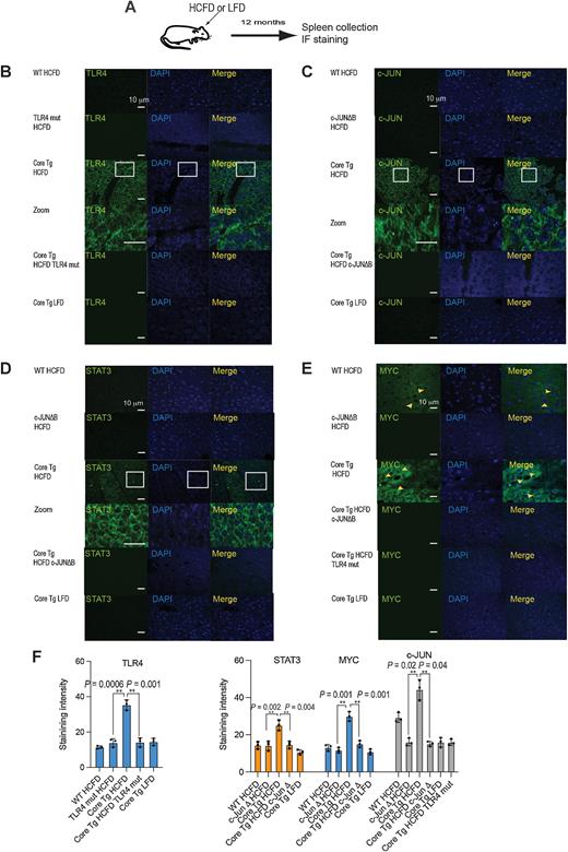 Gut-derived Endotoxin-TLR4 Signaling Drives MYC-Ig Translocation to ...