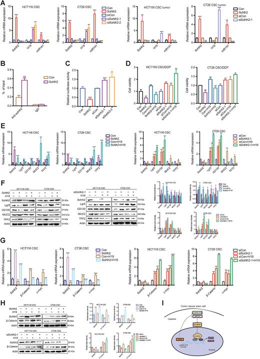 Sohlh2 Regulates the Stemness and Differentiation of Colon Cancer Stem ...