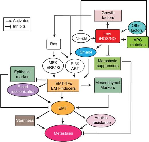 Downregulation of iNOS/NO Promotes Epithelial–Mesenchymal Transition ...