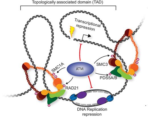 ATM Regulation of the Cohesin Complex Is Required for Repression of DNA ...