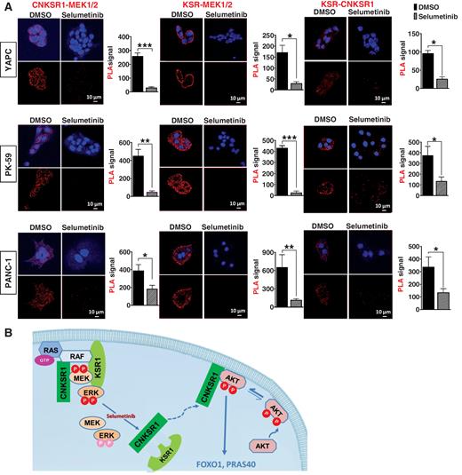 Scaffolding Protein Connector Enhancer of Kinase Suppressor of Ras 1 ...