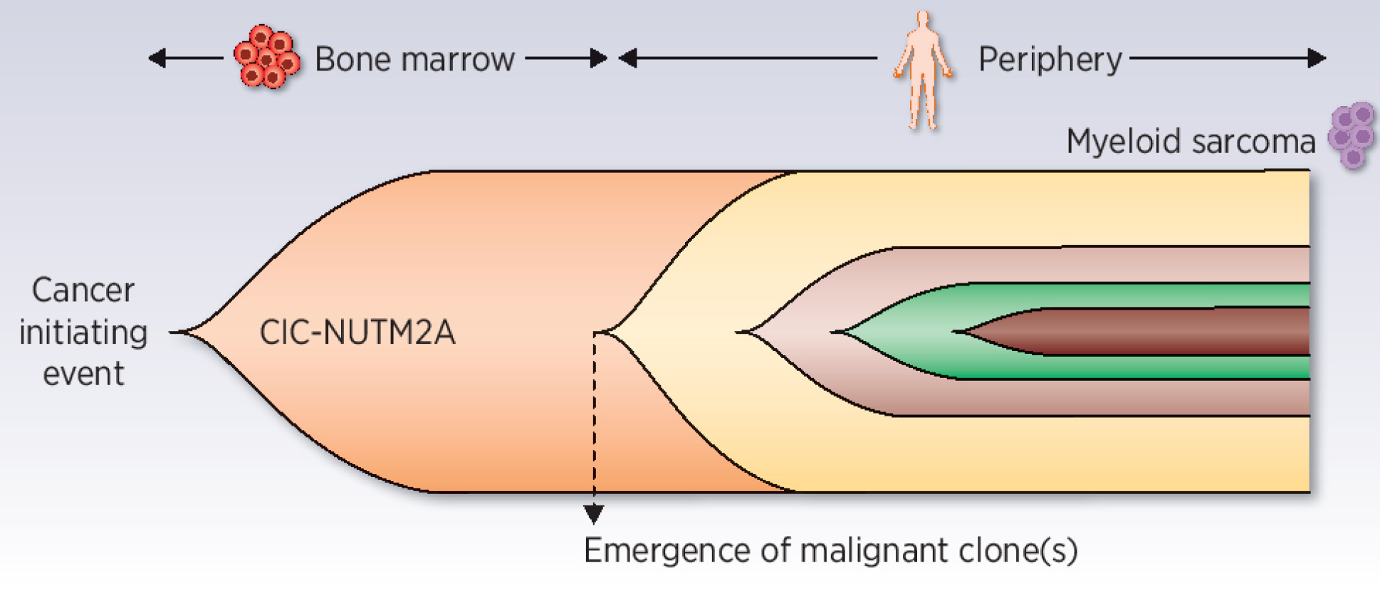 Malignant Progression of an Ancestral Bone Marrow Clone Harboring a CIC ...