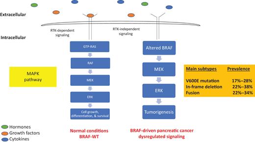 BRAF-Driven Pancreatic Cancer: Prevalence, Molecular Features, and ...