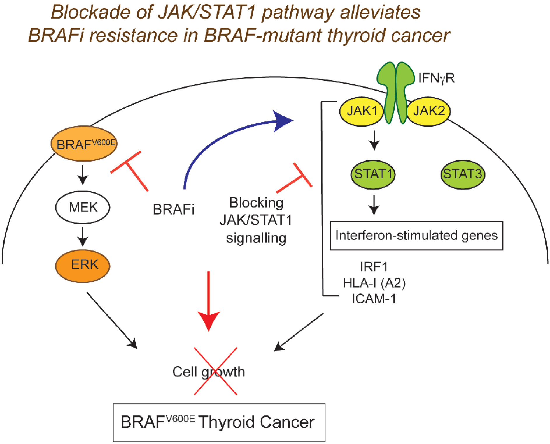 Activation of the JAK/STAT Pathway Leads to BRAF Inhibitor Resistance ...