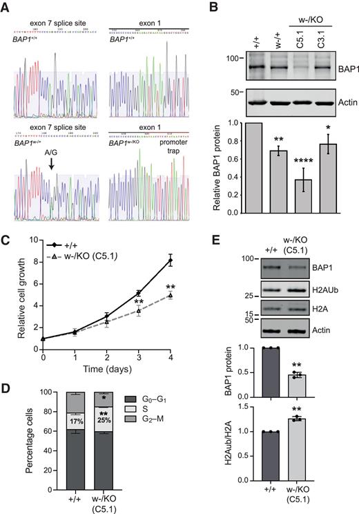 BAP1 Loss Is Associated with Higher ASS1 Expression in Epithelioid ...