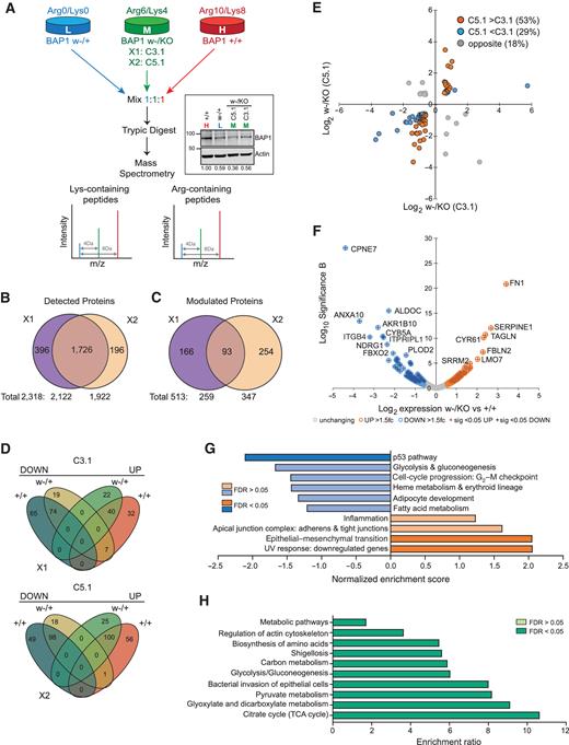 BAP1 Loss Is Associated with Higher ASS1 Expression in Epithelioid ...