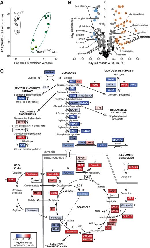 BAP1 Loss Is Associated with Higher ASS1 Expression in Epithelioid ...