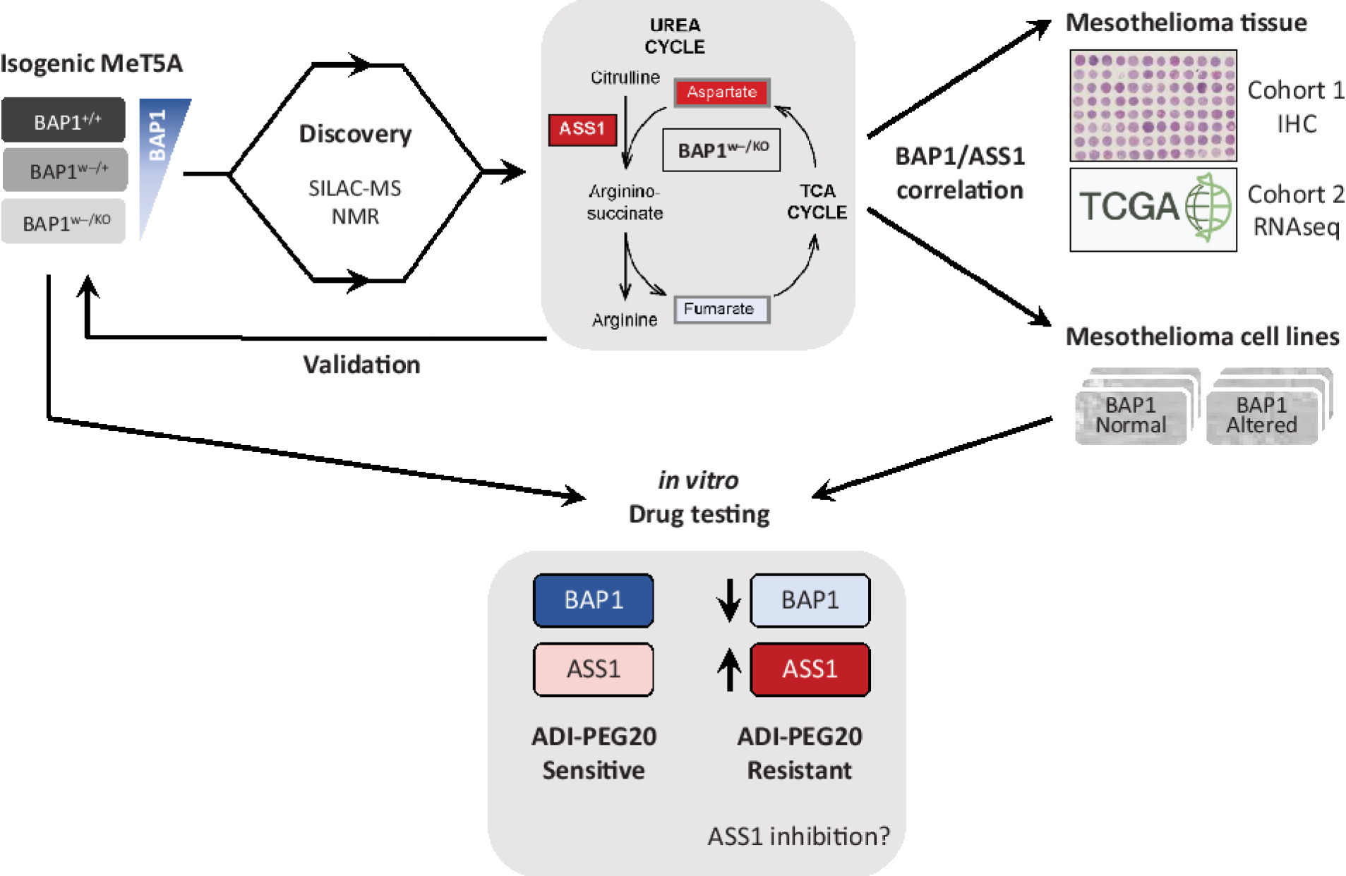 BAP1 Loss Is Associated with Higher ASS1 Expression in Epithelioid ...