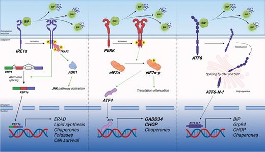 Endoplasmic Reticulum Stress in the Brain Tumor Immune Microenvironment ...