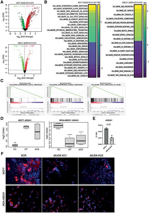 JMJD6 Shapes a Pro-tumor Microenvironment via ANXA1-Dependent ...