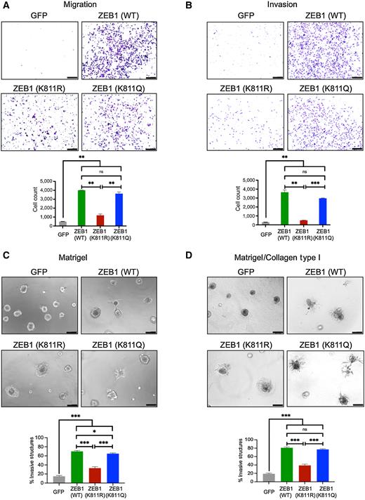 ZEB1 Is Regulated by K811 Acetylation to Promote Stability, NuRD ...