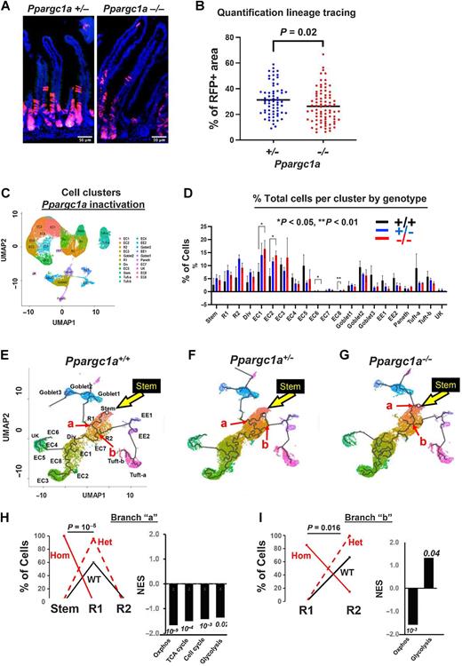 Dynamic Intestinal Stem Cell Plasticity and Lineage Remodeling by a ...