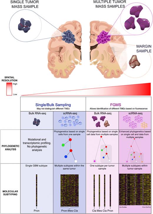 Dissecting Intra-tumor Heterogeneity in the Glioblastoma Microenvironment Using Fluorescence ...