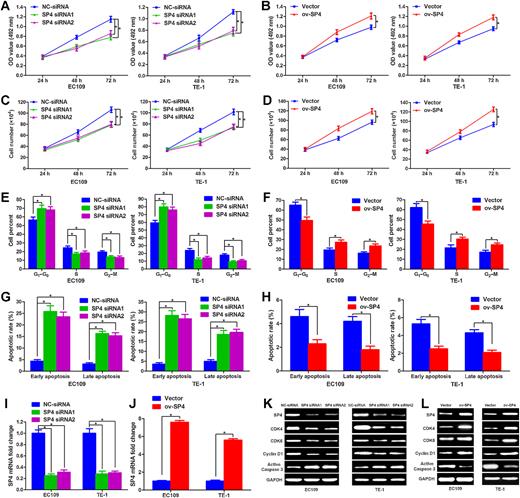 SP4 Facilitates Esophageal Squamous Cell Carcinoma Progression by ...