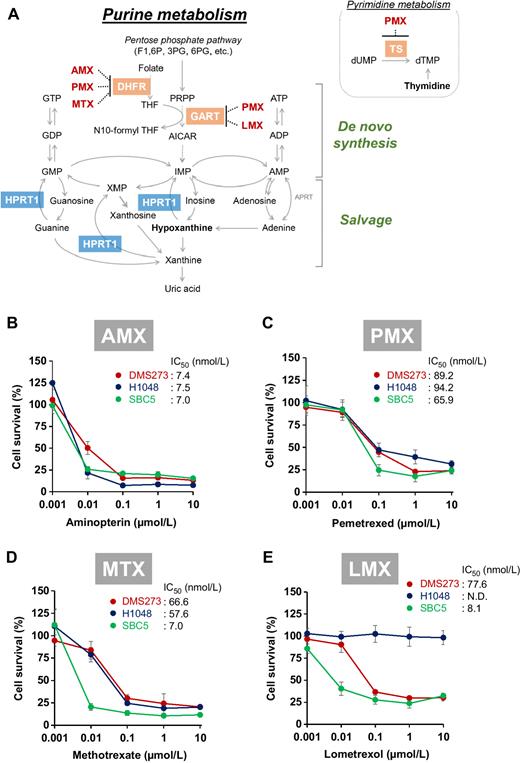 Metabolic Hallmarks for Purine Nucleotide Biosynthesis in Small Cell ...