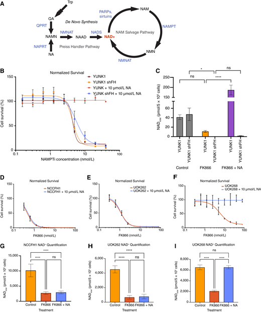 NAPRT Silencing in FH-Deficient Renal Cell Carcinoma Confers ...