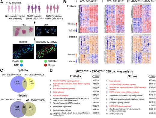 Spatial Transcriptomics Suggests That Alterations Occur in the ...