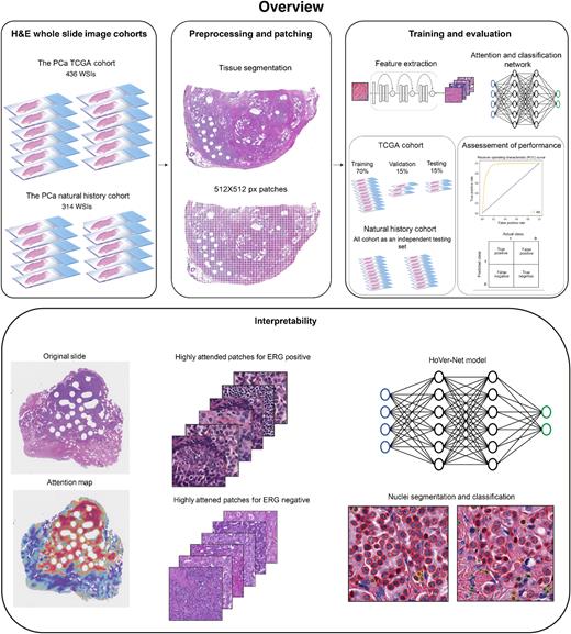 Semi-Supervised, Attention-Based Deep Learning for Predicting TMPRSS2 ...