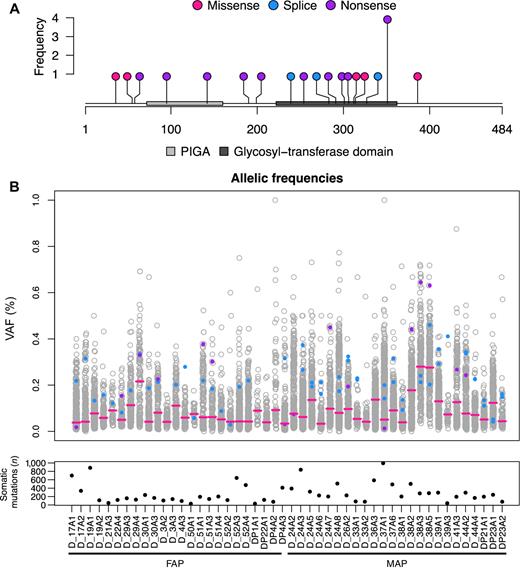PIGA Mutations and Glycosylphosphatidylinositol Anchor Dysregulation in ...