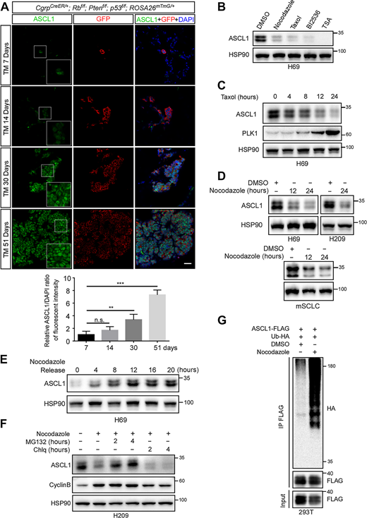 Distinct Regulation of ASCL1 by the Cell Cycle and Chemotherapy in ...