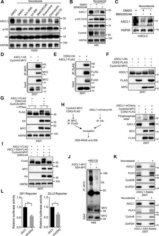 Distinct Regulation of ASCL1 by the Cell Cycle and Chemotherapy in ...