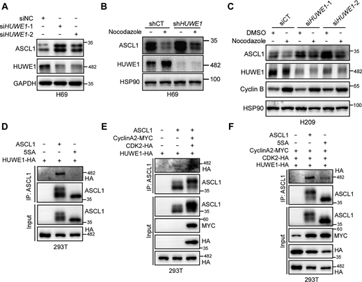 Distinct Regulation of ASCL1 by the Cell Cycle and Chemotherapy in ...