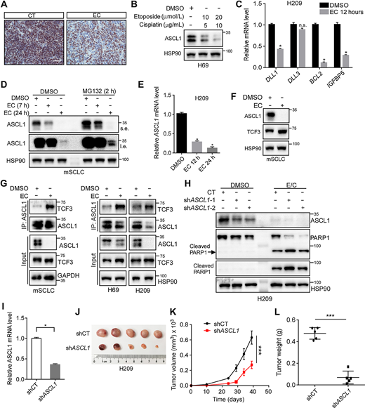 Distinct Regulation of ASCL1 by the Cell Cycle and Chemotherapy in ...