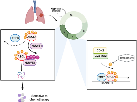 Distinct Regulation of ASCL1 by the Cell Cycle and Chemotherapy in ...