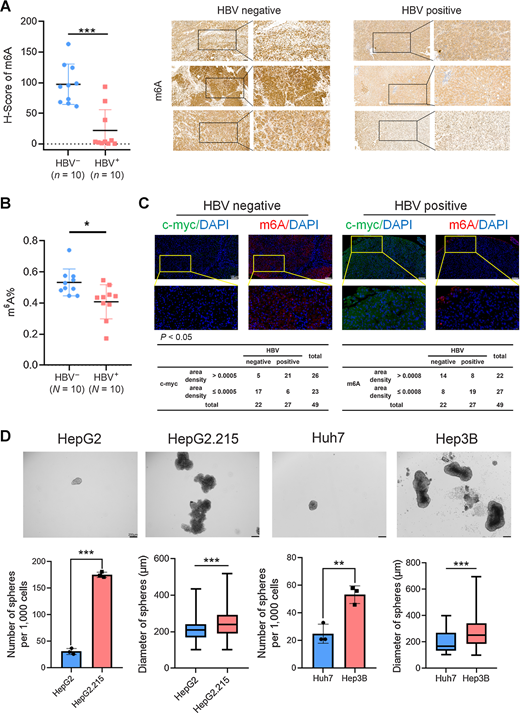 Hepatitis B Virus–Mediated m6A Demethylation Increases Hepatocellular ...