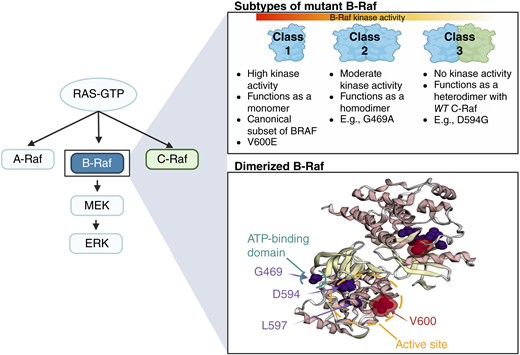 Coevolution of Atypical BRAF and KRAS Mutations in Colorectal ...