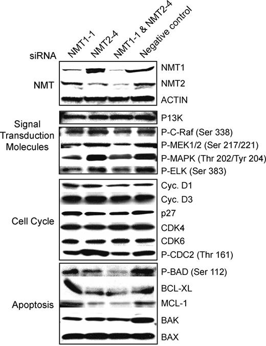 Two N-Myristoyltransferase Isozymes Play Unique Roles in Protein ...