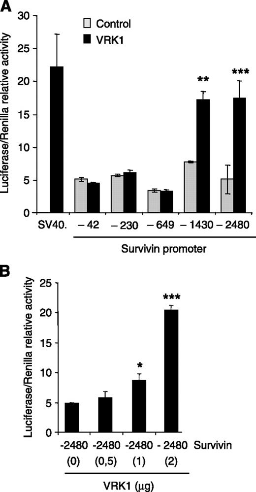 VRK1 Signaling Pathway in the Context of the Proliferation Phenotype in ...