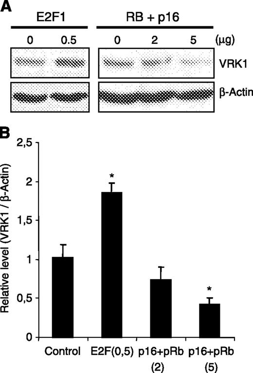 VRK1 Signaling Pathway in the Context of the Proliferation Phenotype in ...