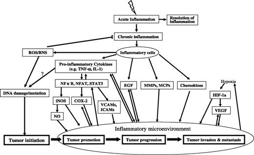 Inflammation, a Key Event in Cancer Development | Molecular Cancer ...