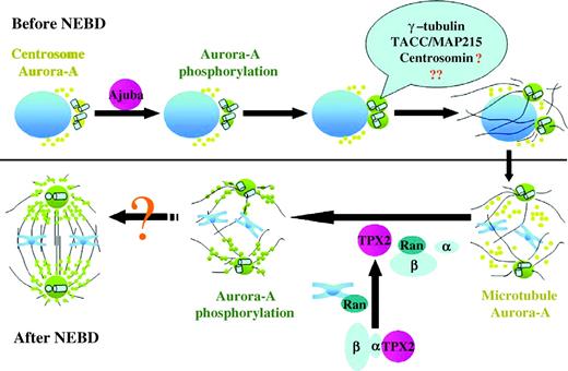 Roles of Aurora Kinases in Mitosis and Tumorigenesis | Molecular Cancer ...