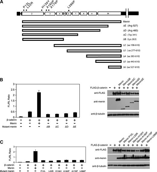 Menin Promotes the Wnt Signaling Pathway in Pancreatic Endocrine Cells ...