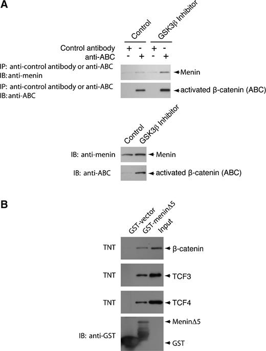 Menin Promotes the Wnt Signaling Pathway in Pancreatic Endocrine Cells ...