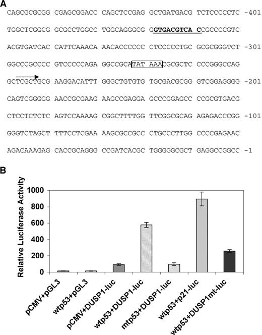 DUSP1 Is Controlled by p53 during the Cellular Response to Oxidative ...