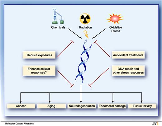DNA Damage Responses: Mechanisms and Roles in Human Disease | Molecular ...