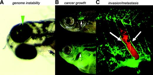 Zebrafish as a Cancer Model | Molecular Cancer Research | American ...