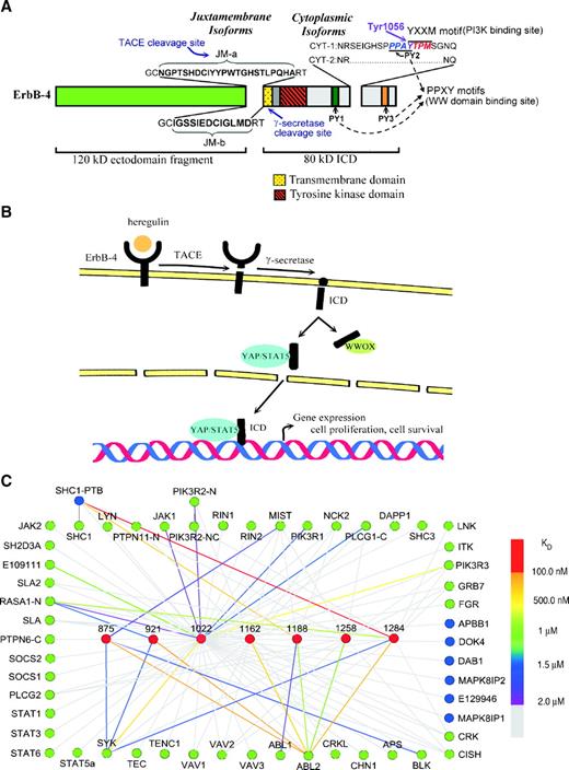 Systems-Level Analysis of ErbB4 Signaling in Breast Cancer: A ...