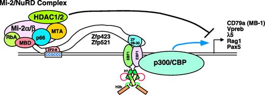 Emerging Roles of the EBF Family of Transcription Factors in Tumor ...