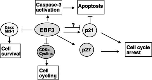Emerging Roles of the EBF Family of Transcription Factors in Tumor ...