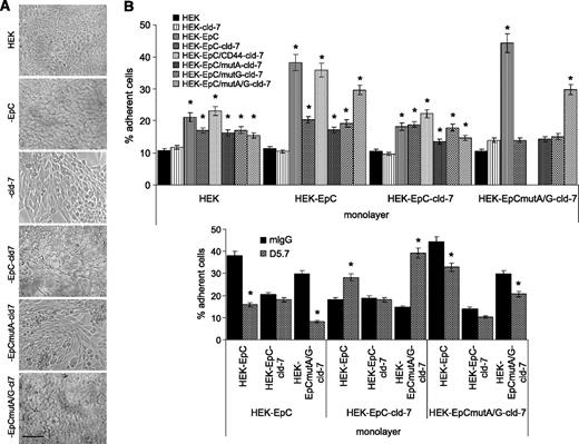 Claudin-7 Regulates EpCAM-Mediated Functions in Tumor Progression ...