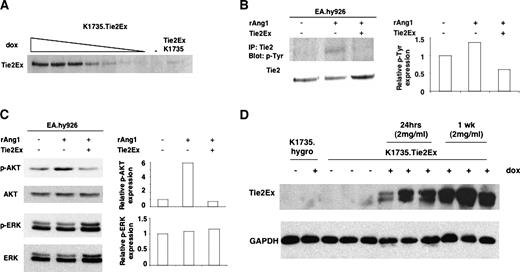 Tie2 in Tumor Endothelial Signaling and Survival: Implications for ...