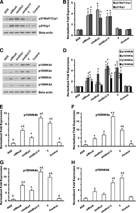 RhoA Regulates G1-S Progression of Gastric Cancer Cells by Modulation ...